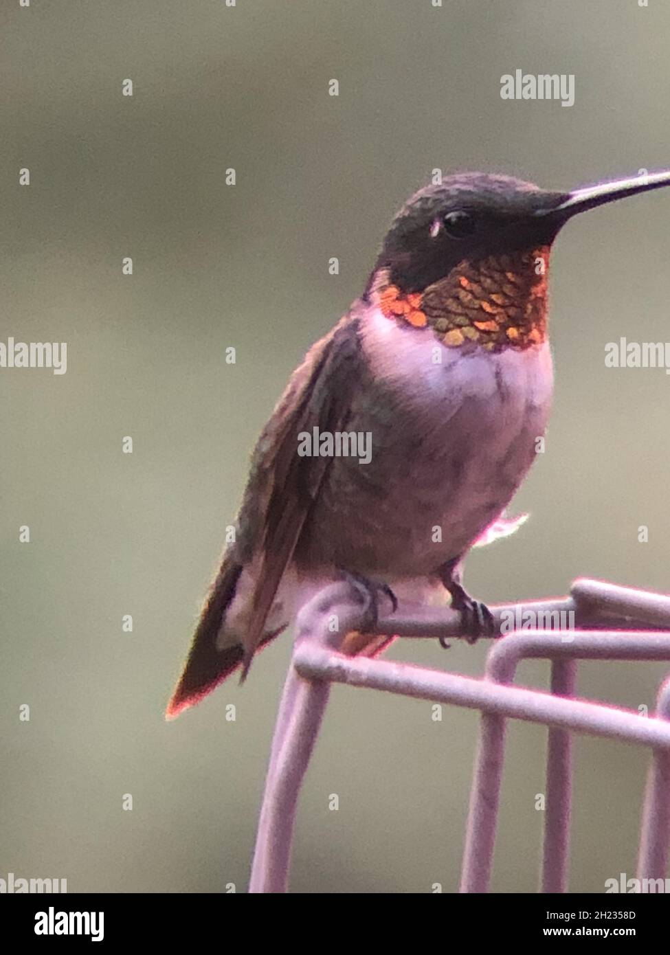 Vertical closeup shot of an adorable hummingbird perching on metal ...