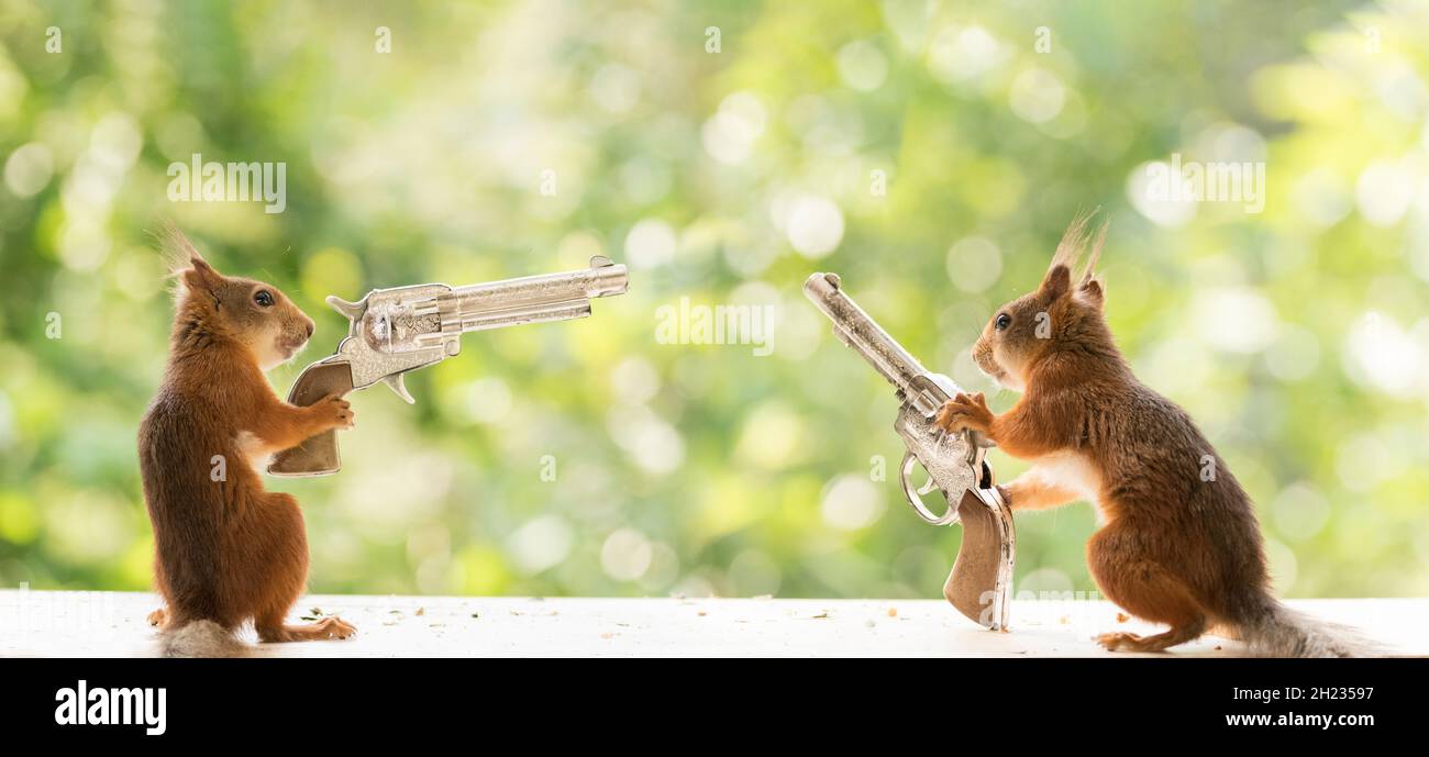 Red squirrels with a gun hi-res stock photography and images - Alamy