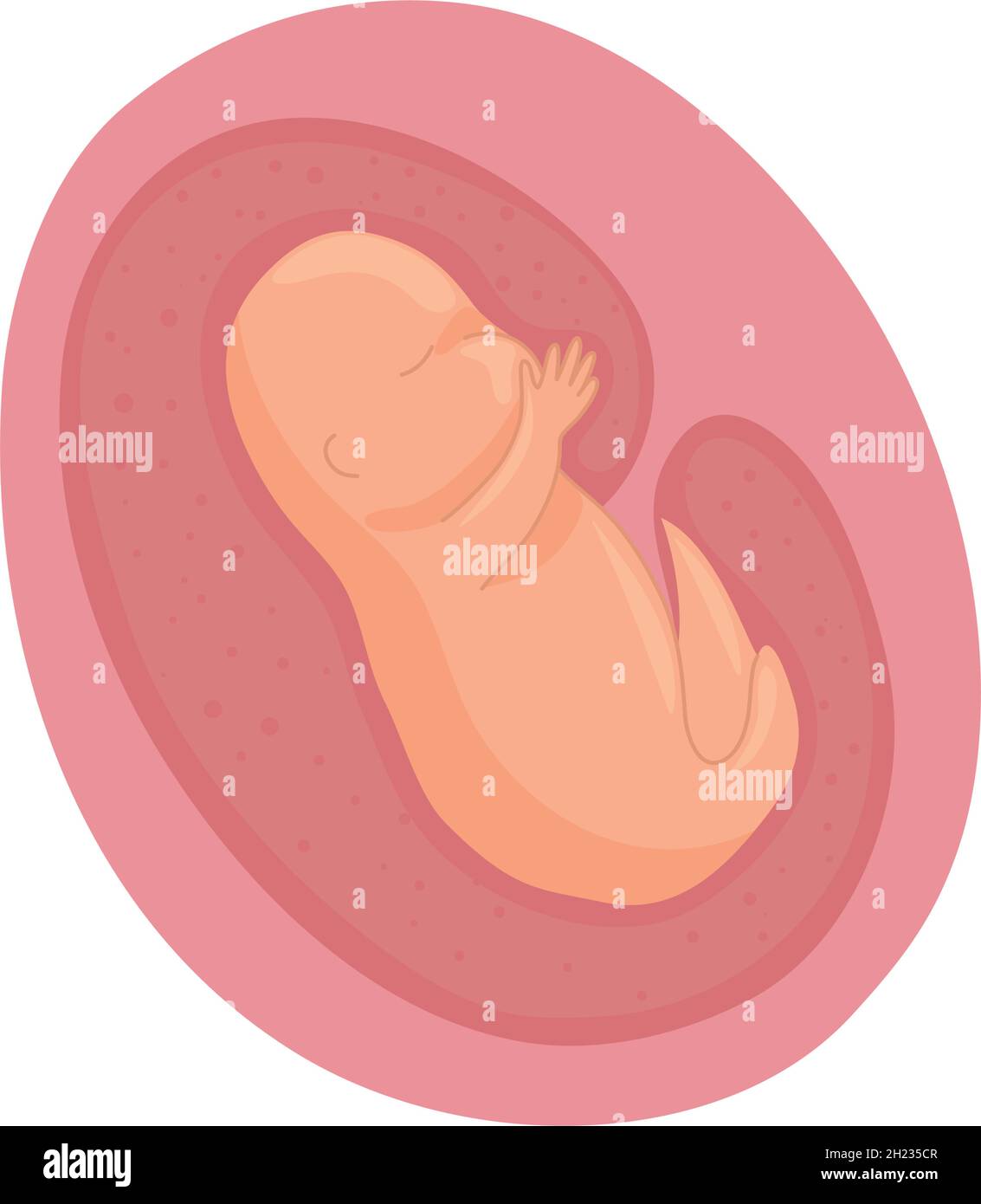small embryo in womb Stock Vector Image & Art - Alamy