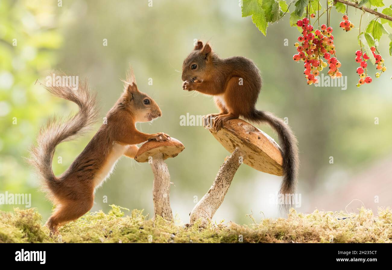Red Squirrels stand with a mushroom Stock Photo - Alamy