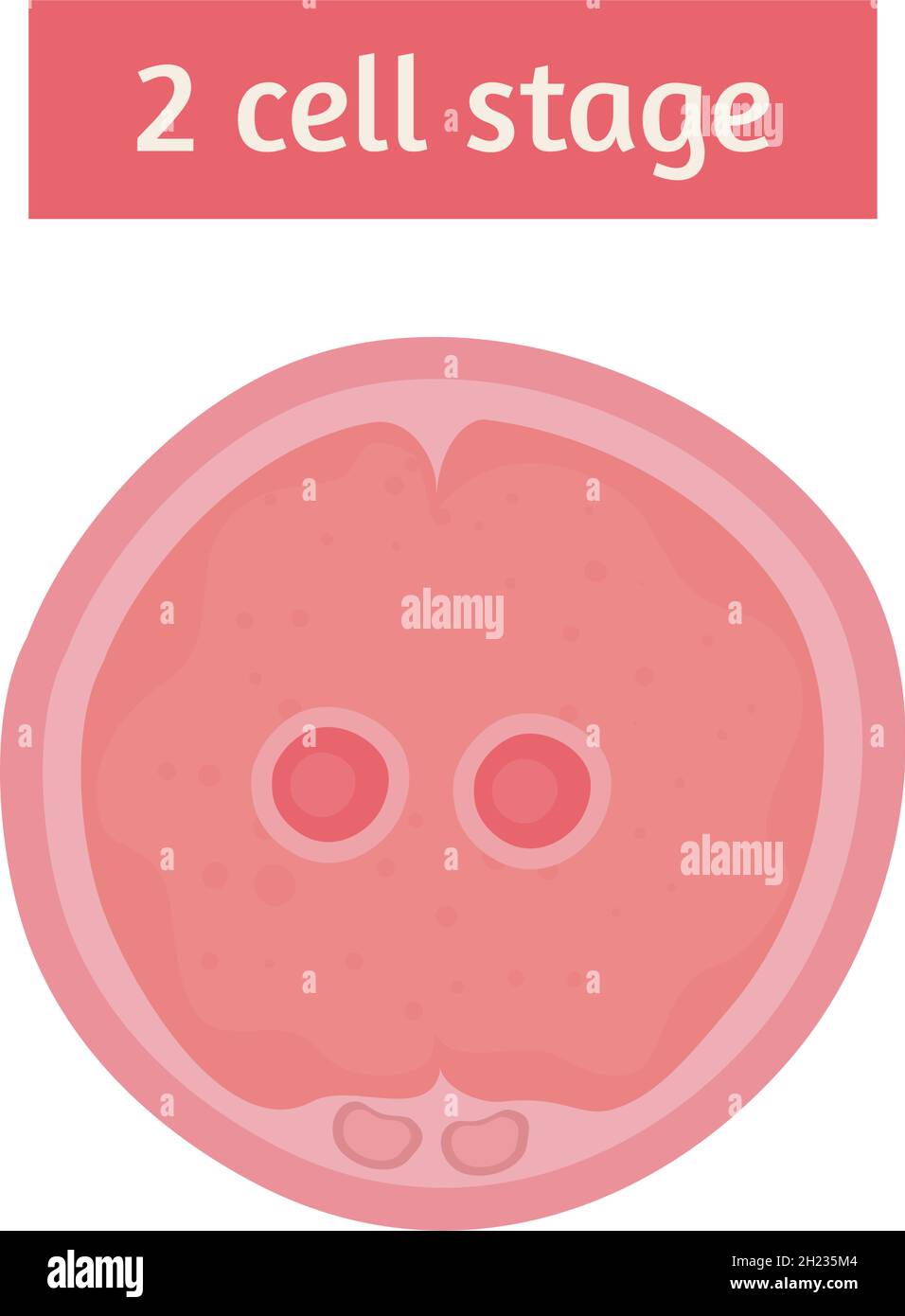 fertilization two cell stage Stock Vector Image & Art - Alamy