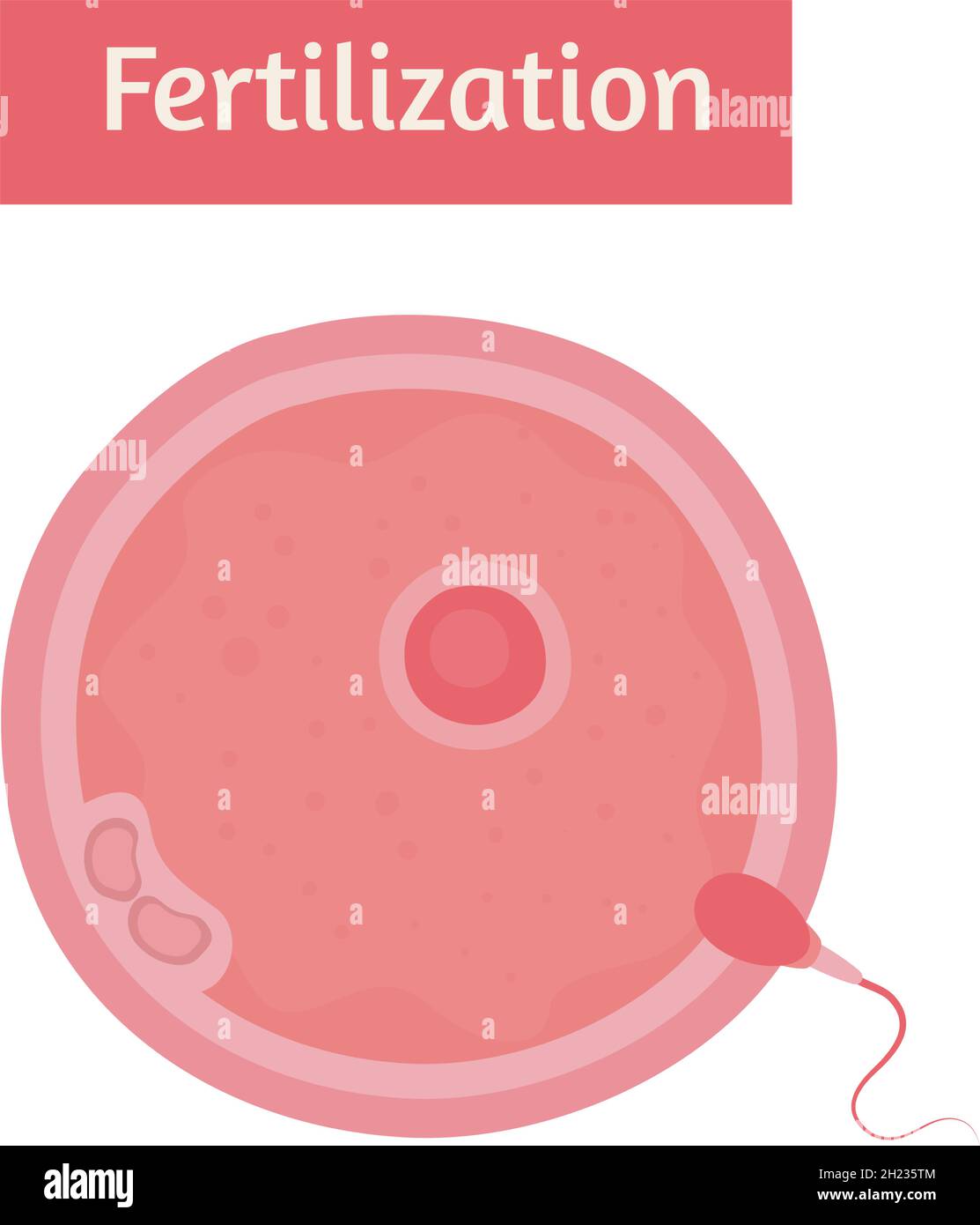 Fertilization Egg Cell And Sperm Stock Vector Image And Art Alamy