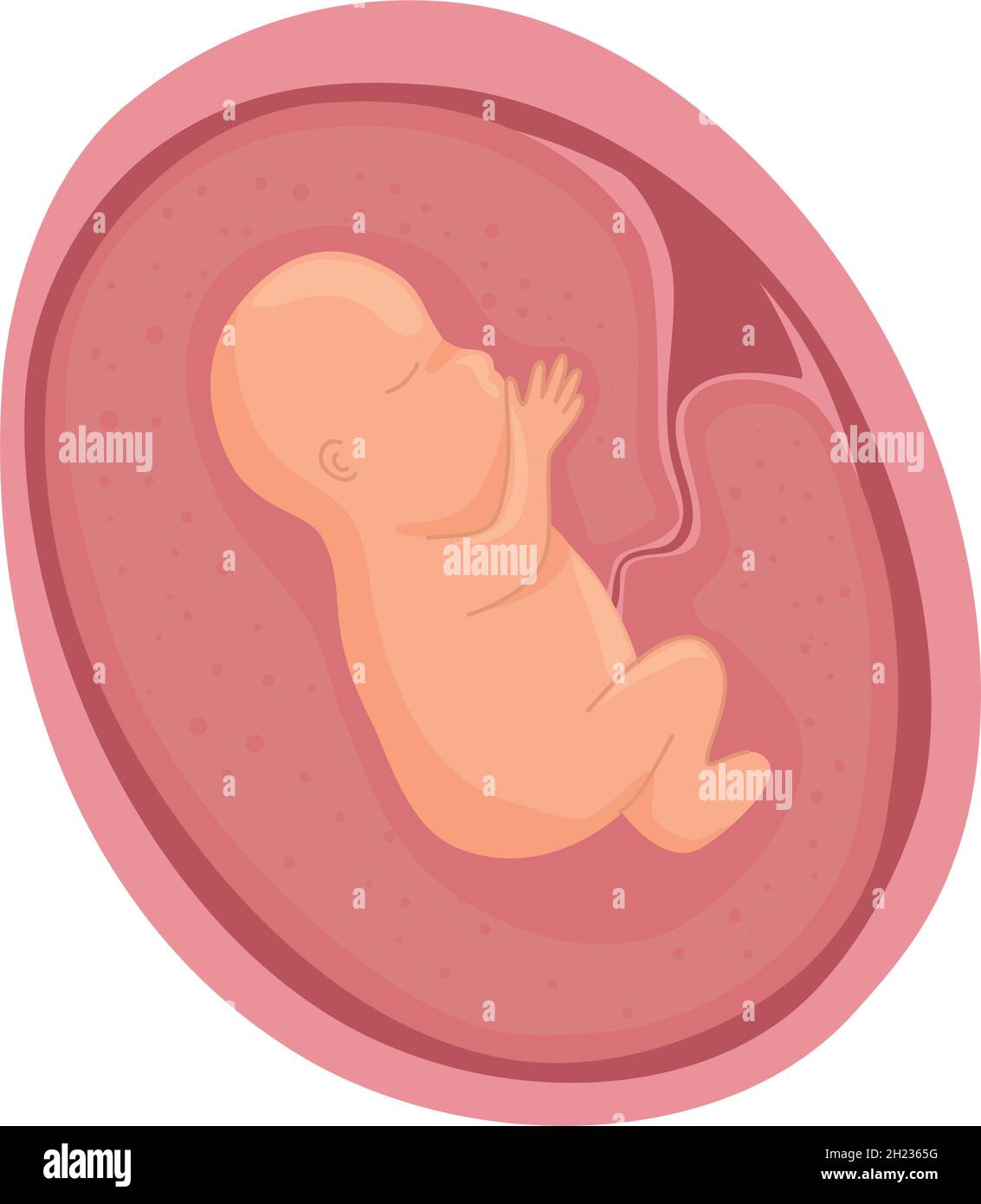 embryo in womb development Stock Vector Image & Art - Alamy
