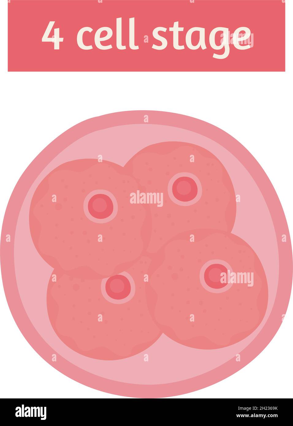 Embryo four cell human hi-res stock photography and images - Alamy