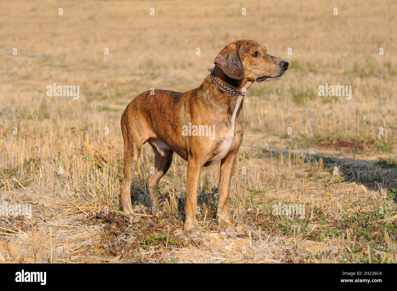 Segugio italiano dog hi-res stock photography and images - Alamy