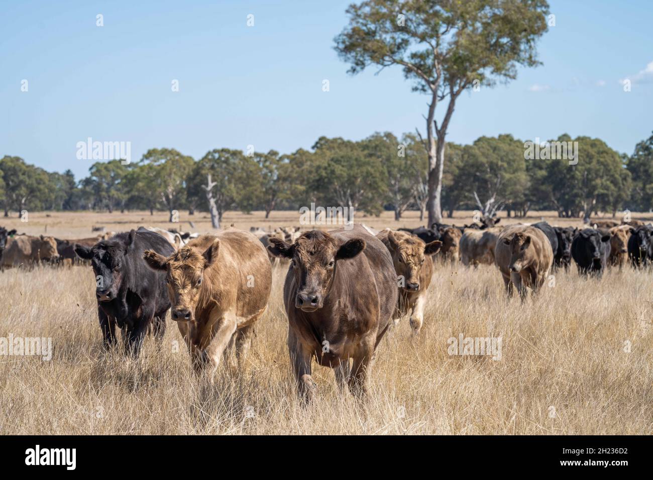 Close up of Stud Beef bulls, cows and calves grazing on grass in a ...