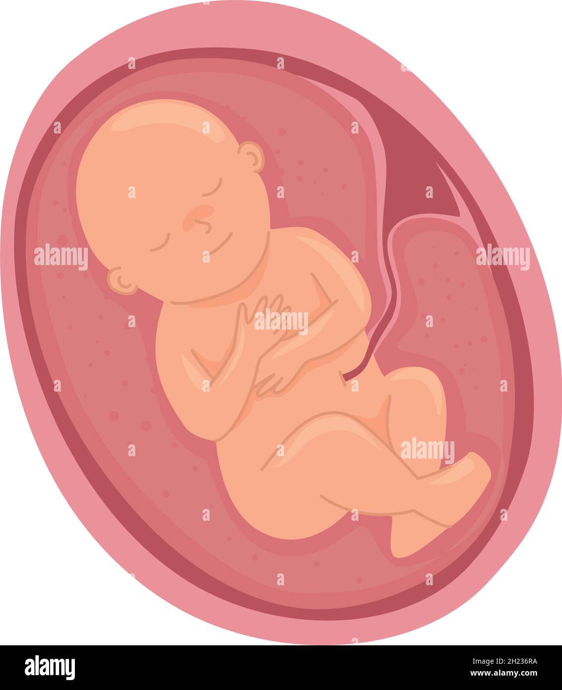 baby in womb Stock Vector Image & Art - Alamy