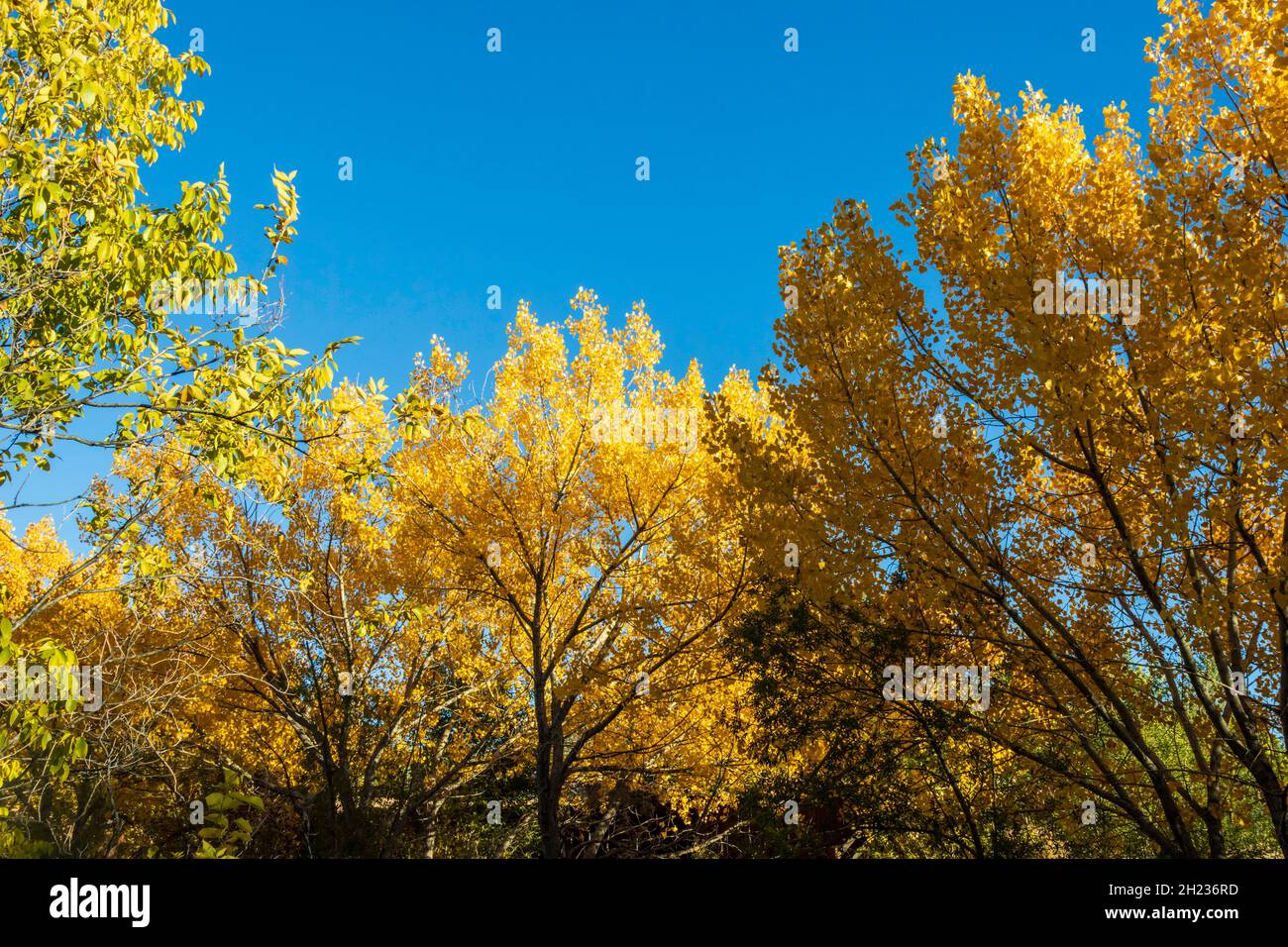 High intensity colors hi-res stock photography and images - Alamy