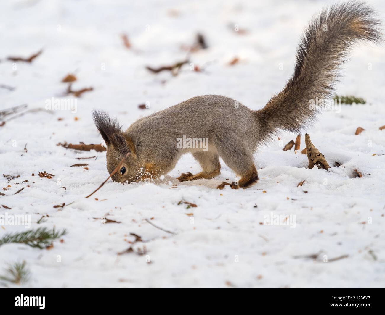 Sciurus vulgaris hides nuts hi-res stock photography and images - Alamy