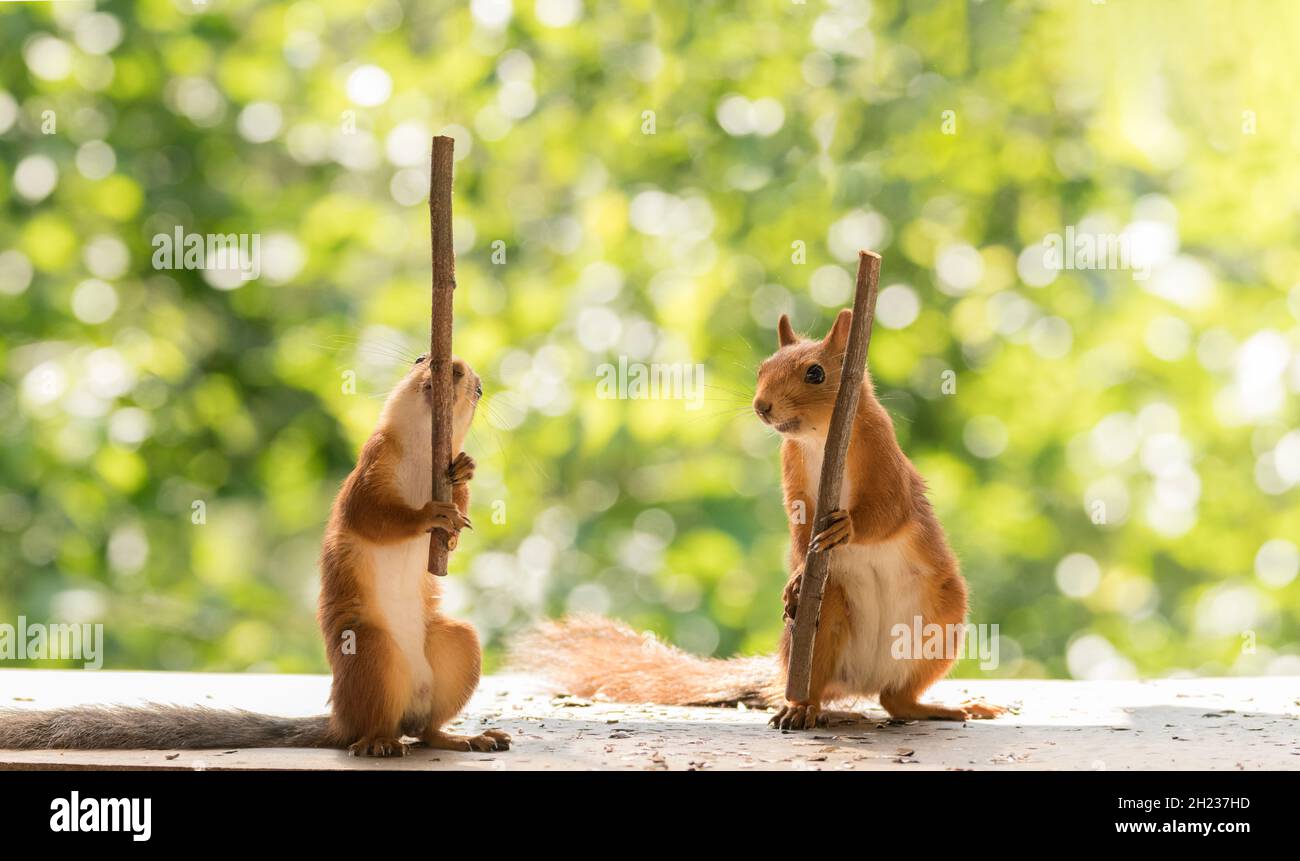 Animal fight funny squirrel hi-res stock photography and images - Alamy