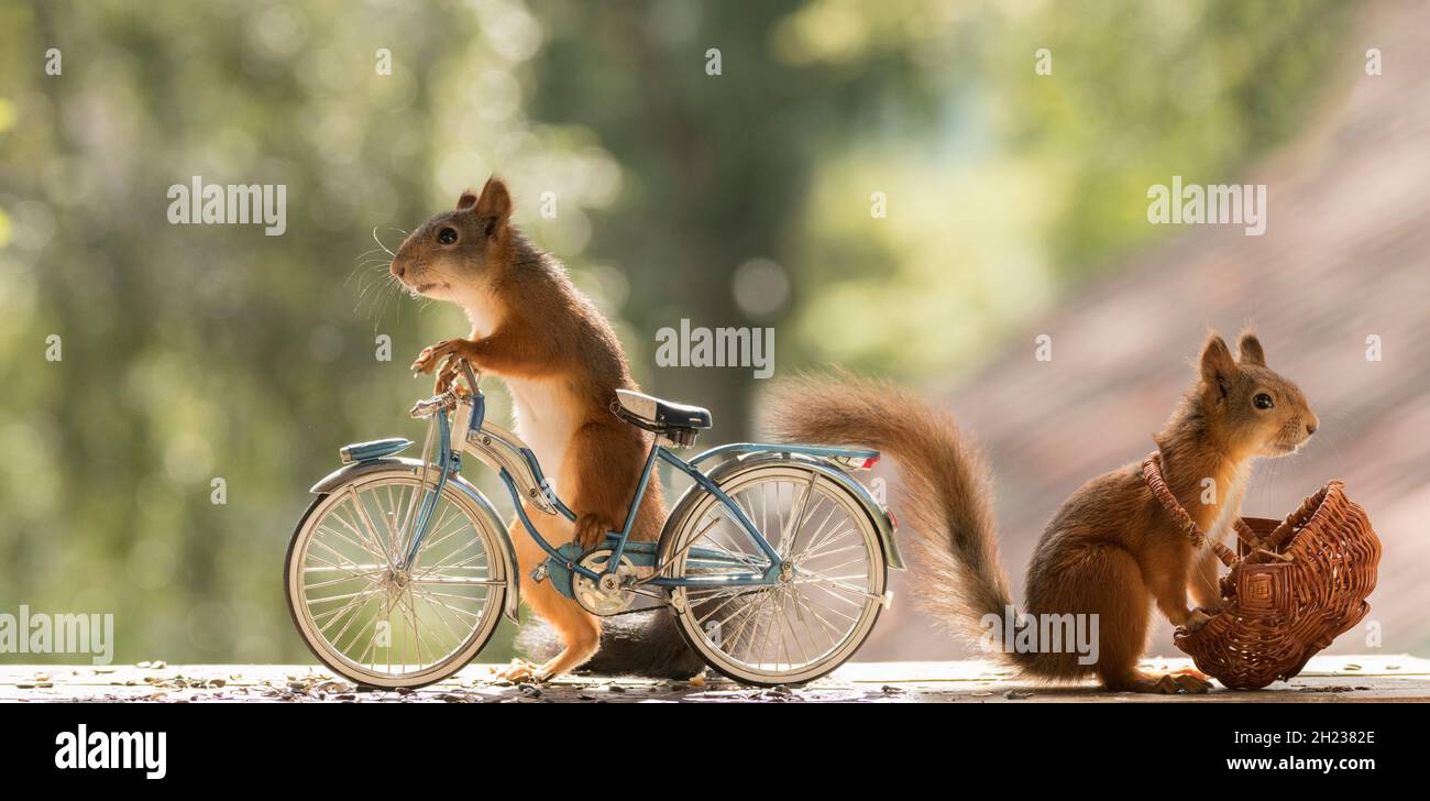 Red squirrels of france hi-res stock photography and images - Alamy