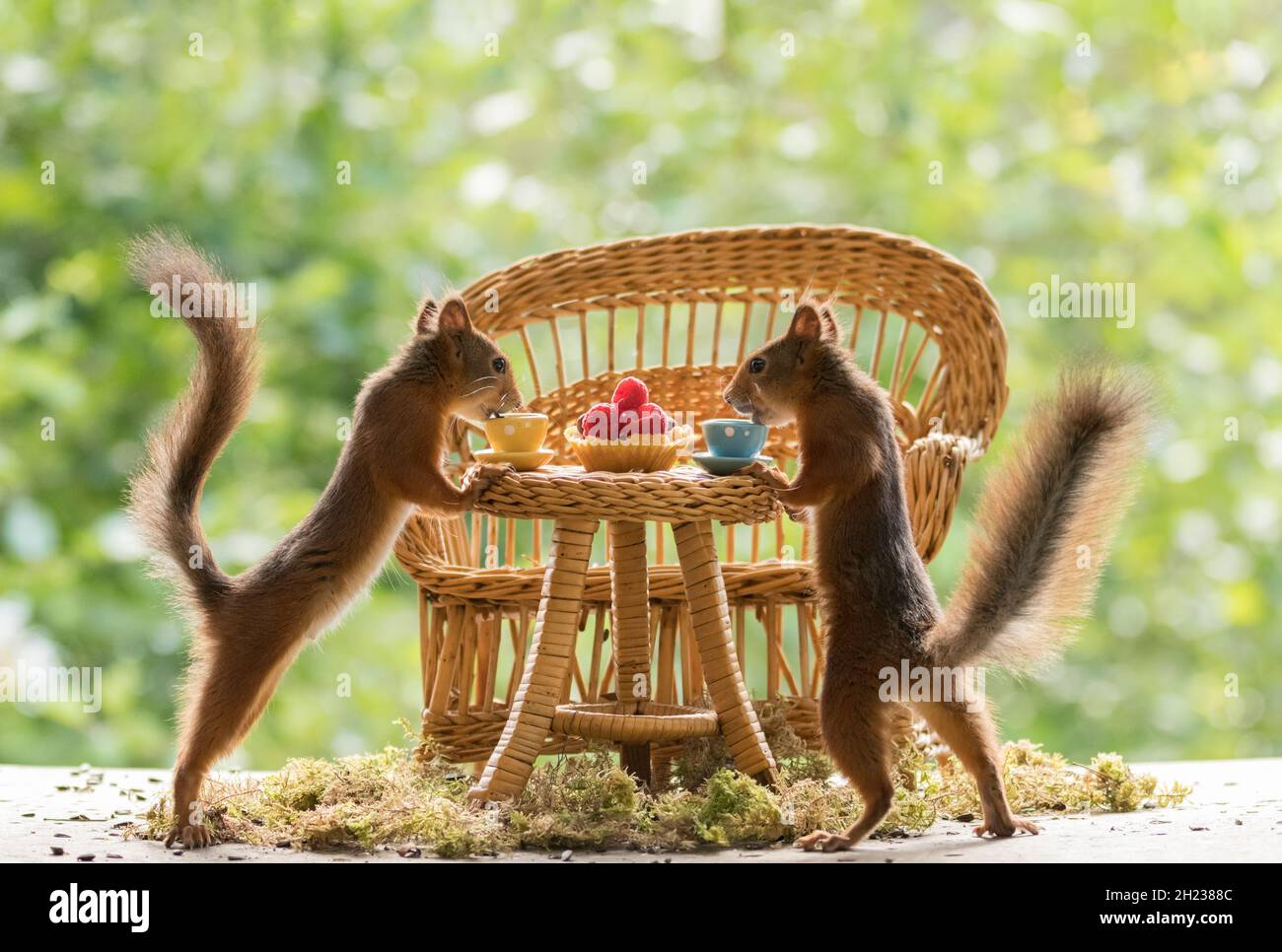 Red squirrel eating a mushroom hi-res stock photography and images - Alamy