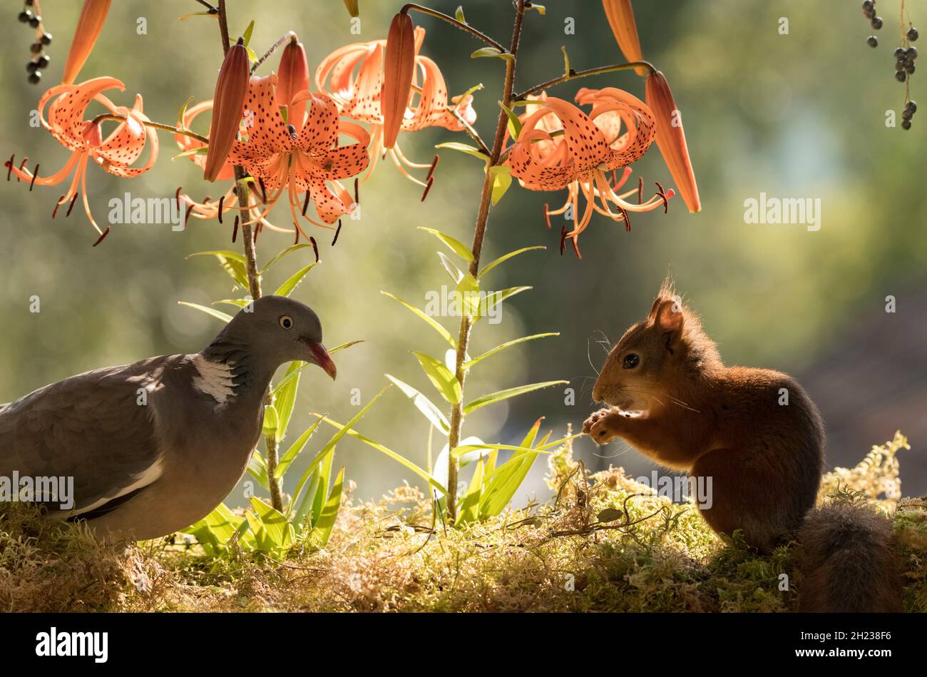 Red Squirrel and woodpigeon standing with a tiger lily Stock Photo - Alamy