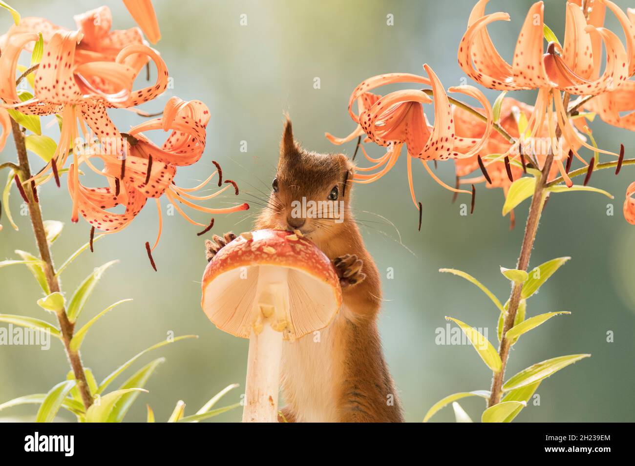 Red Squirrel with tiger lilies and toadstool Stock Photo - Alamy