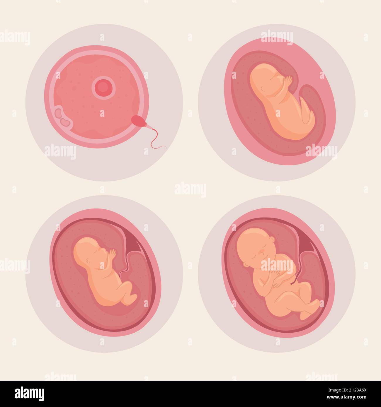 embryo development icons Stock Vector Image & Art - Alamy