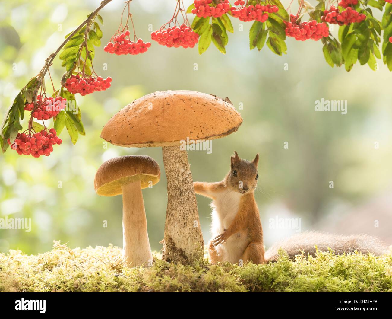Red squirrels with mushroom hi-res stock photography and images - Alamy