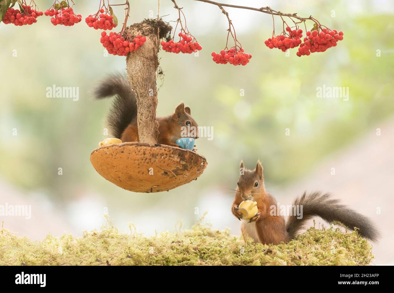 Red Squirrels with a mushroom used as a table Stock Photo - Alamy