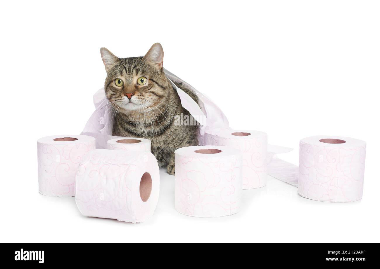 Cute cat playing with rolls of toilet paper on white background Stock ...