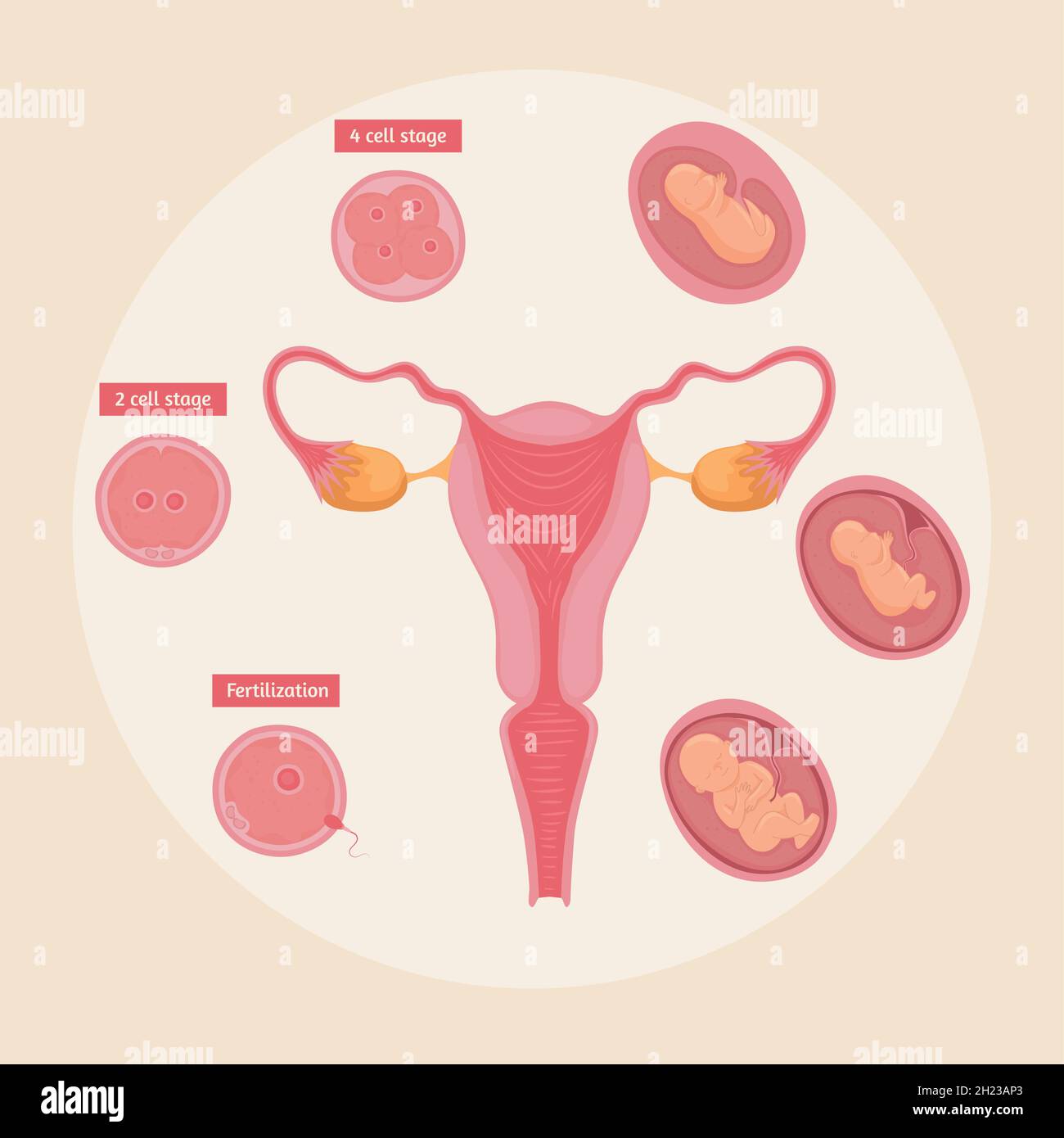 Reproductive system development hi-res stock photography and images - Alamy