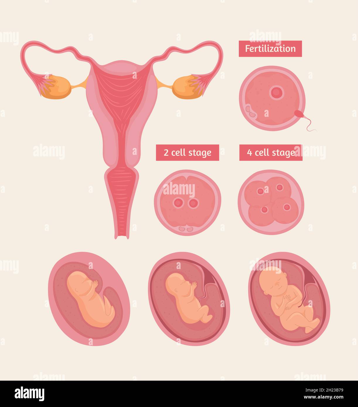 female reproductive system and icons Stock Vector Image & Art - Alamy