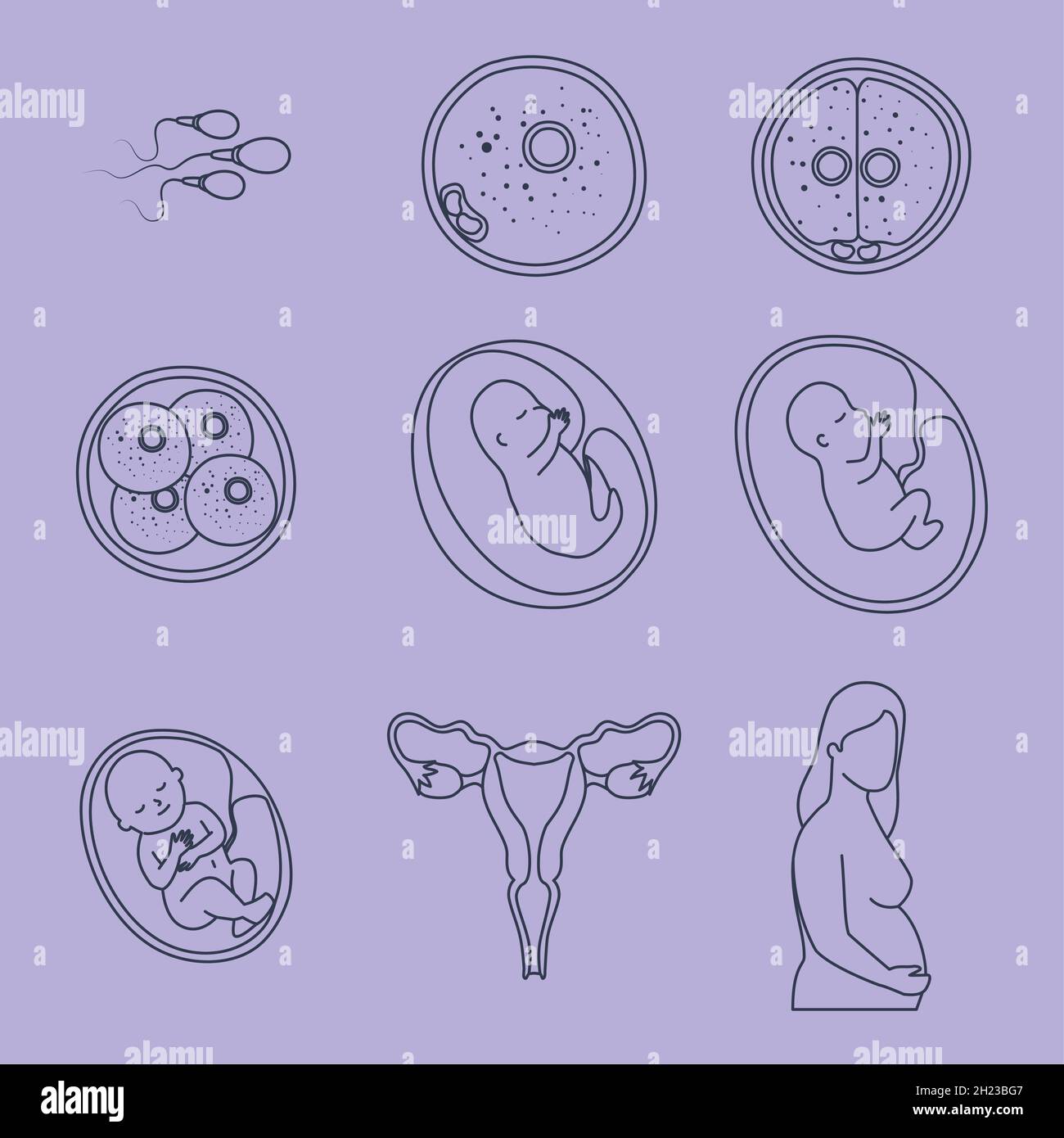 Embryo development stages Stock Vector Images - Alamy