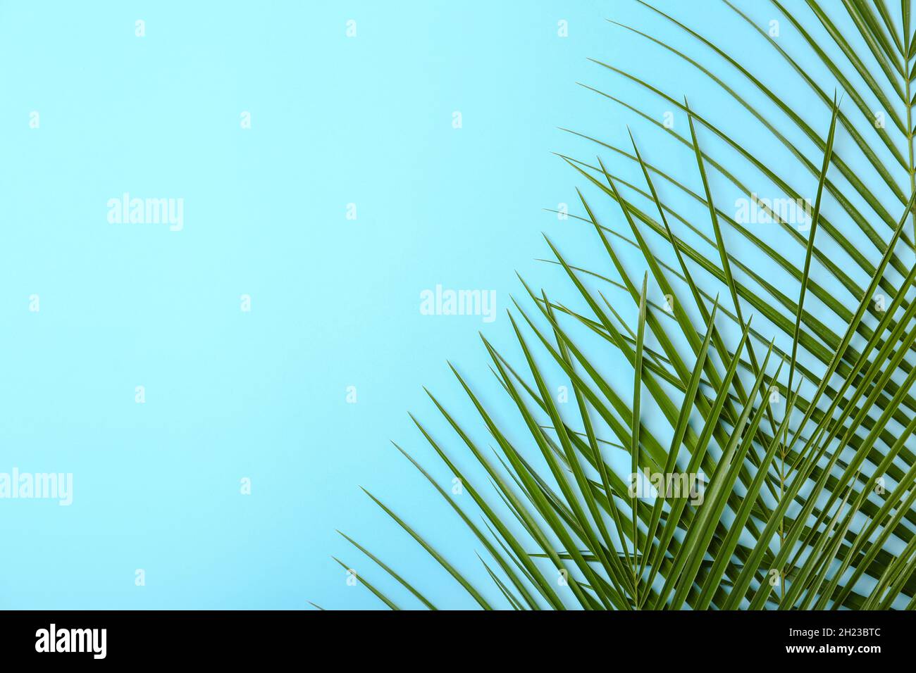 Fresh tropical date palm leaves on color background, top view Stock ...
