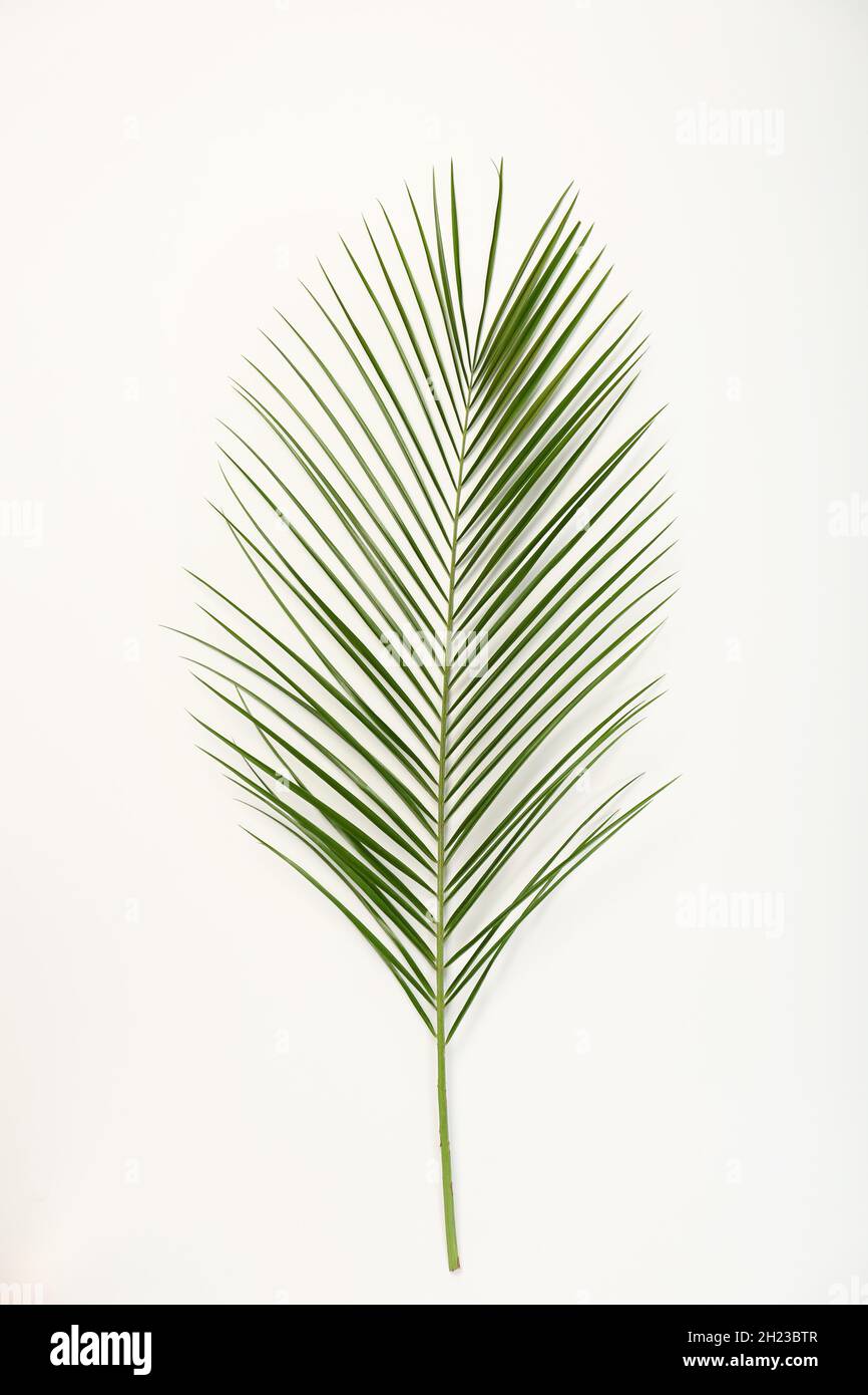 Tropical Date palm leaf on white background, top view Stock Photo - Alamy