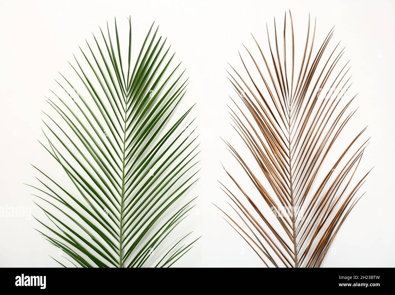 Tropical Date palm leaves on white background, top view Stock Photo - Alamy