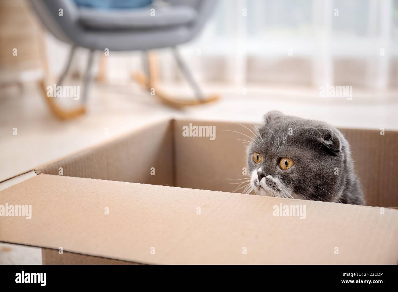 Cute cat playing with cardboard box at home Stock Photo - Alamy