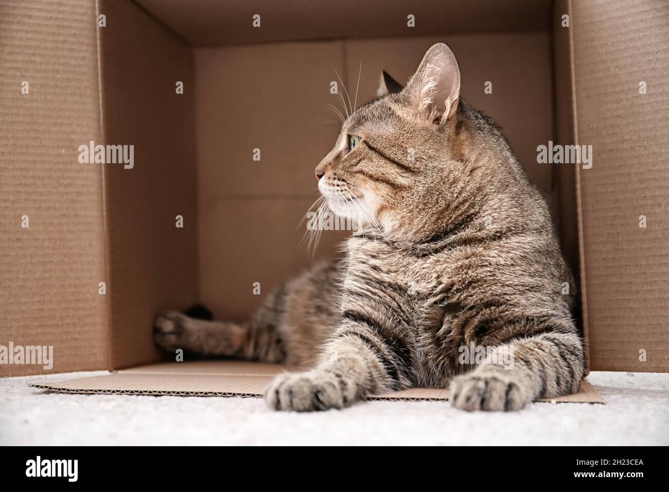 Cute cat resting after playing with cardboard box at home Stock Photo - Alamy