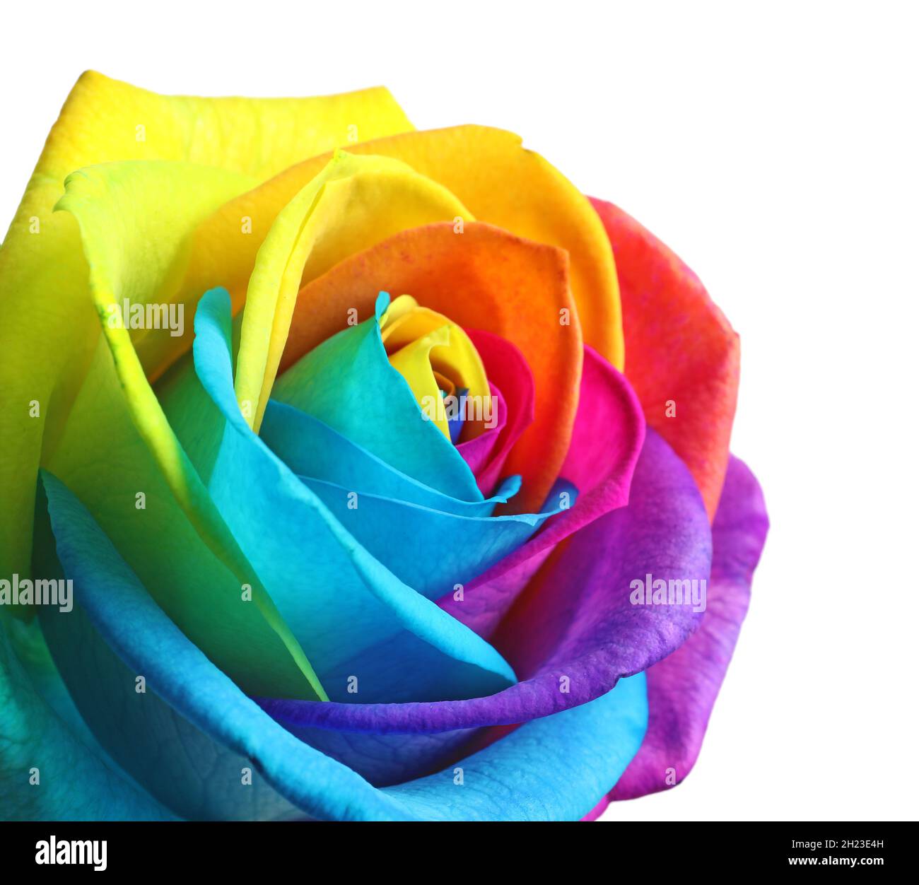 Amazing rainbow rose flower on white background Stock Photo - Alamy
