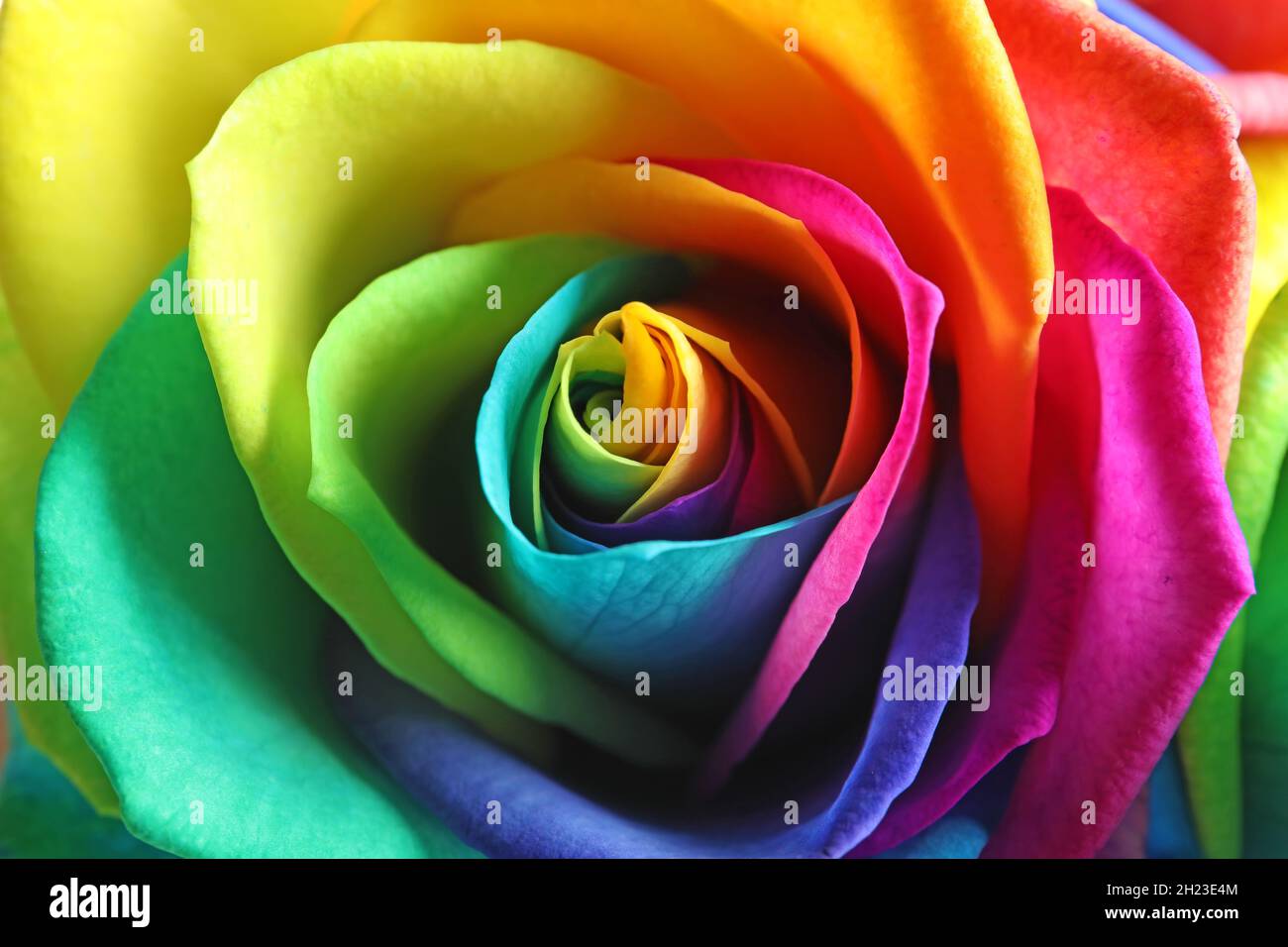 Amazing rainbow rose flower as background Stock Photo - Alamy
