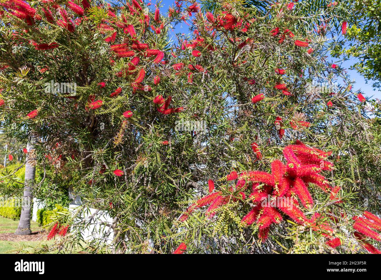 Callistemon viminalis, weeping or creep weeping bottlebrush shrub tree ...