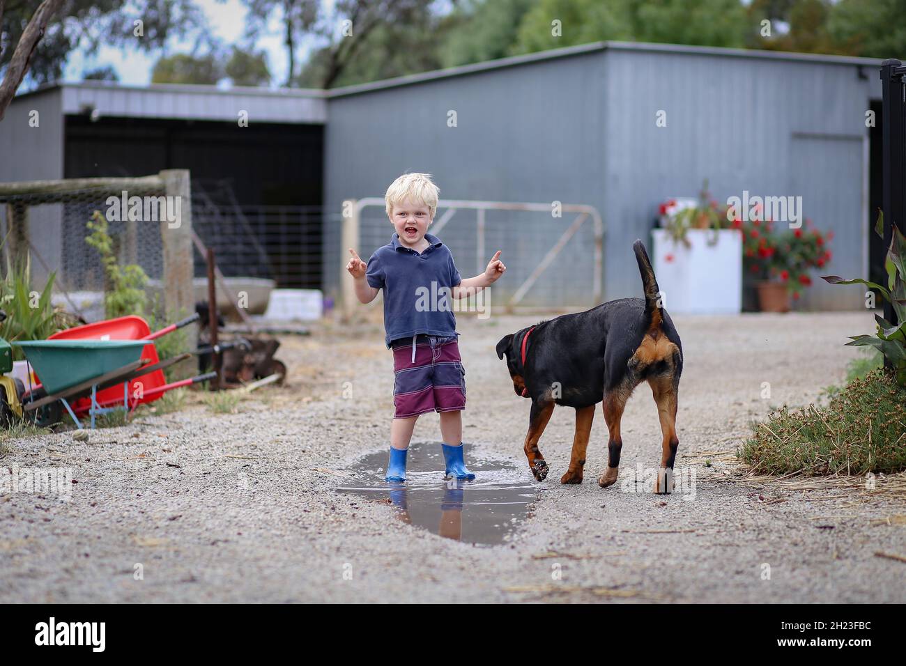Garden dog puddle hi-res stock photography and images - Alamy