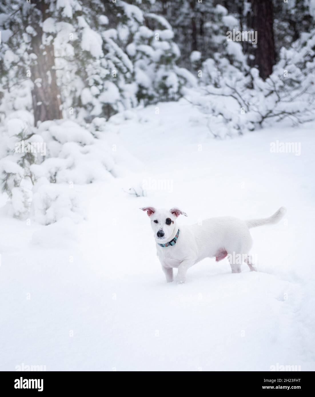 Jack russel winter hi-res stock photography and images - Alamy