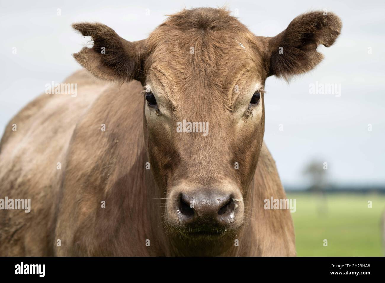 Murray Grey Cattle