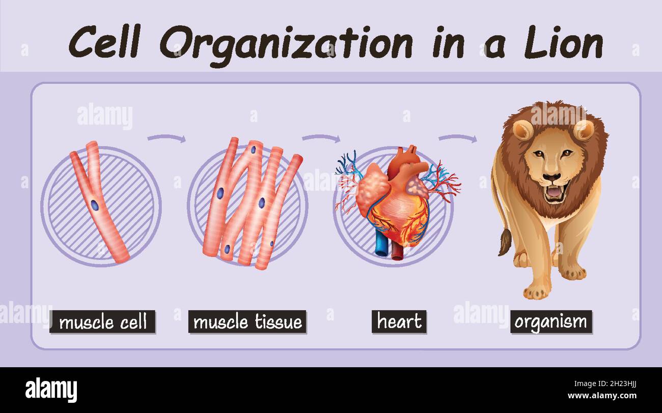 Diagram showing cell organization in a lion illustration Stock Vector ...