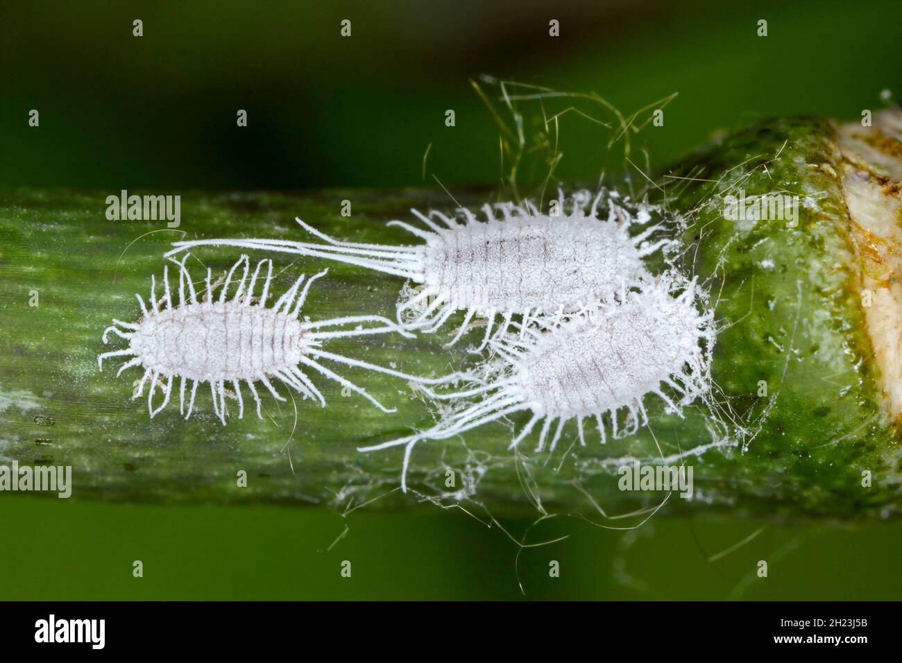 Mealybugs Eggs