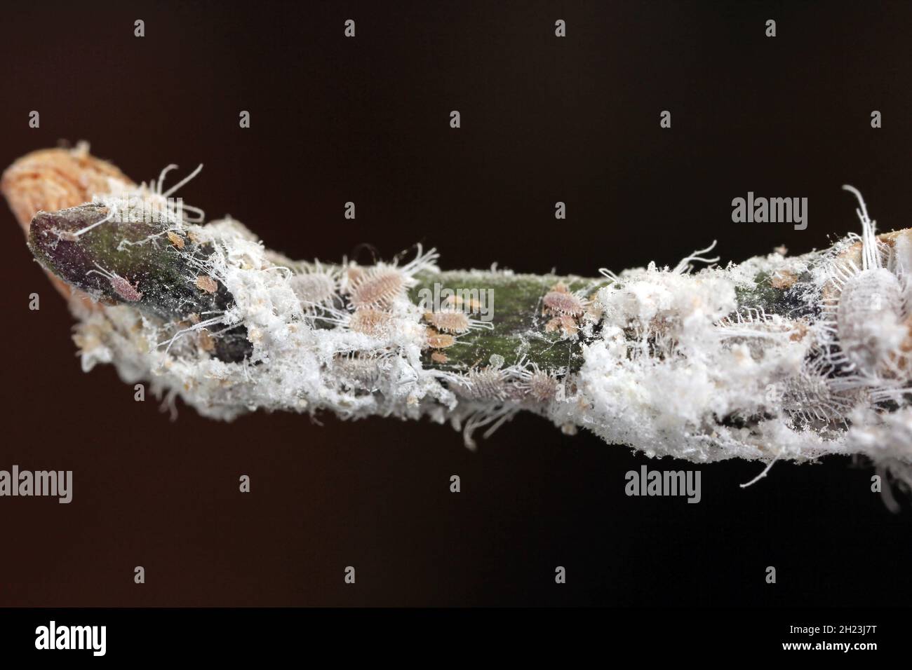 Long tailed mealybug pseudococcus longispinus hi-res stock photography ...