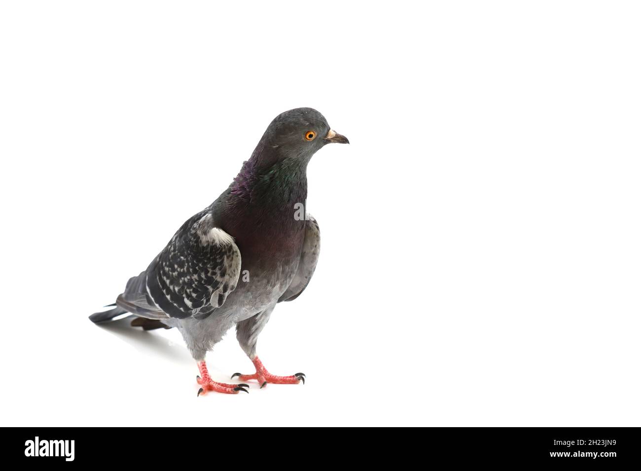 Gray dove bird outdoors Cut Out Stock Images & Pictures - Alamy