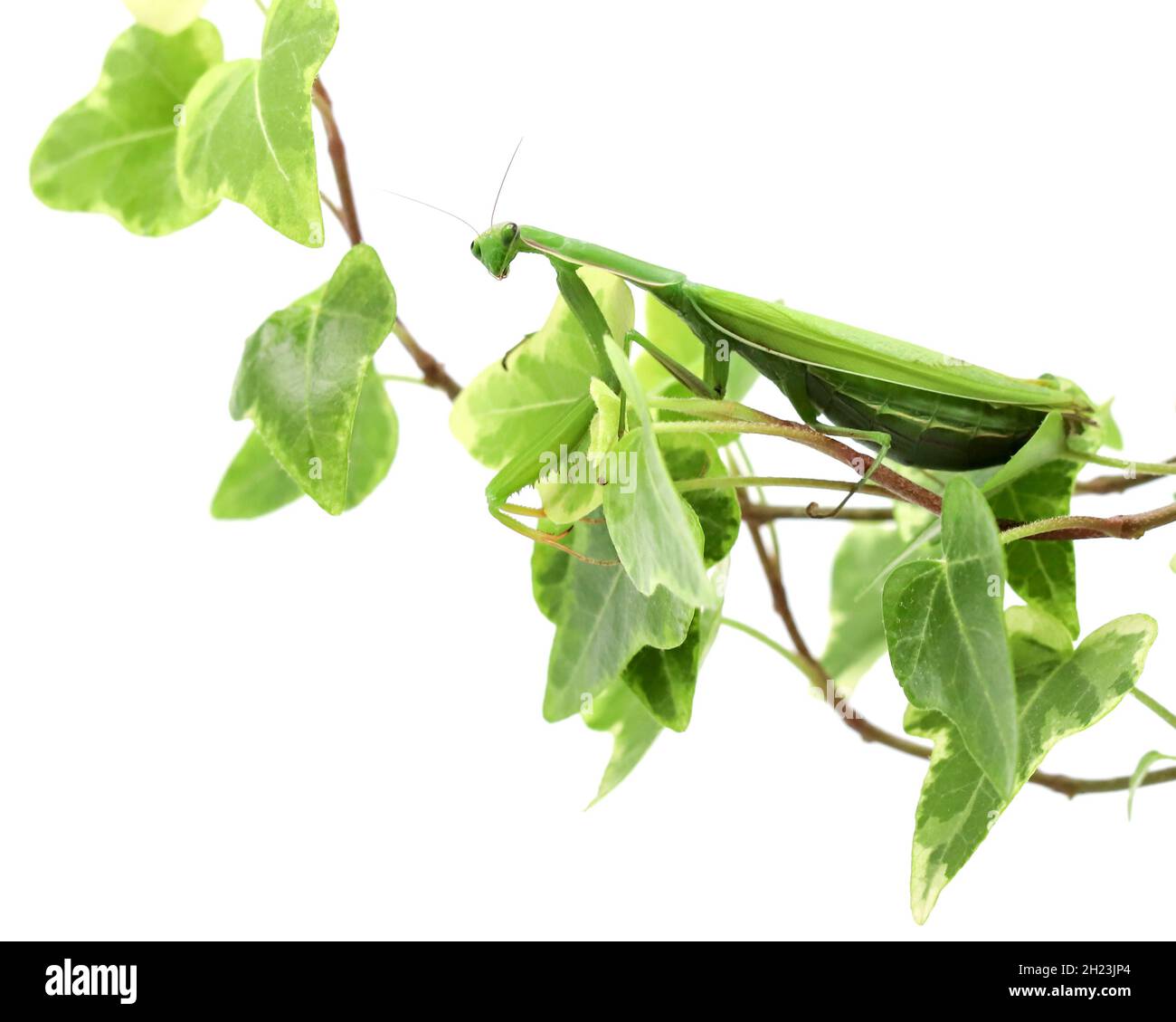 praying mantis on a branch isolated on white background Stock Photo - Alamy