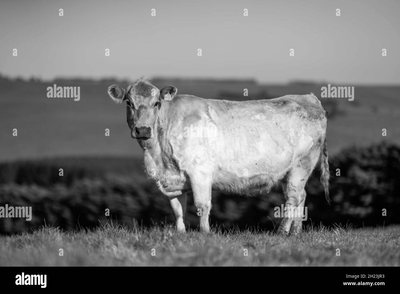 Murray grey cattle Black and White Stock Photos & Images - Alamy