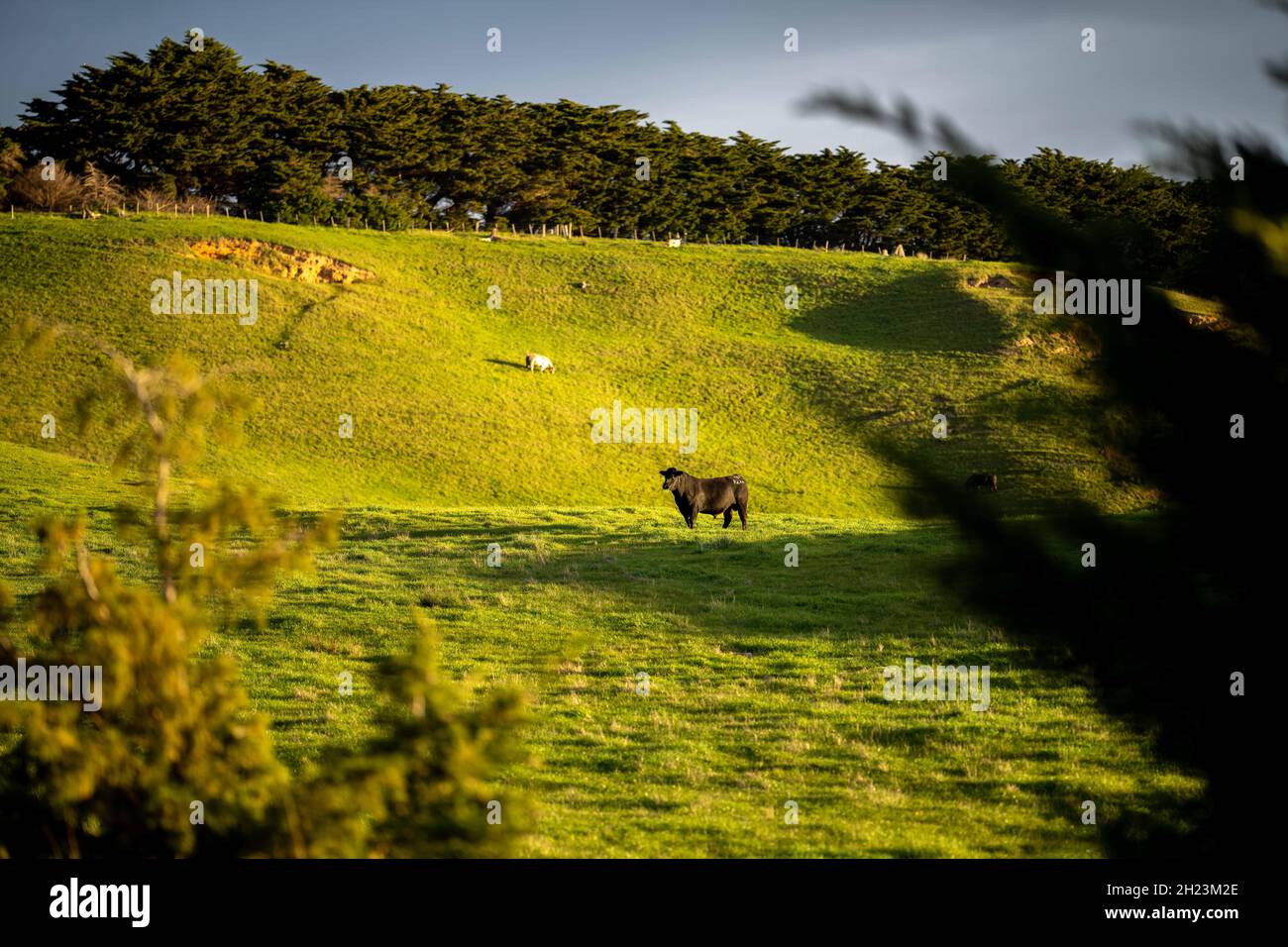 Close up of beef cows and calves grazing on grass in Australia, on a ...