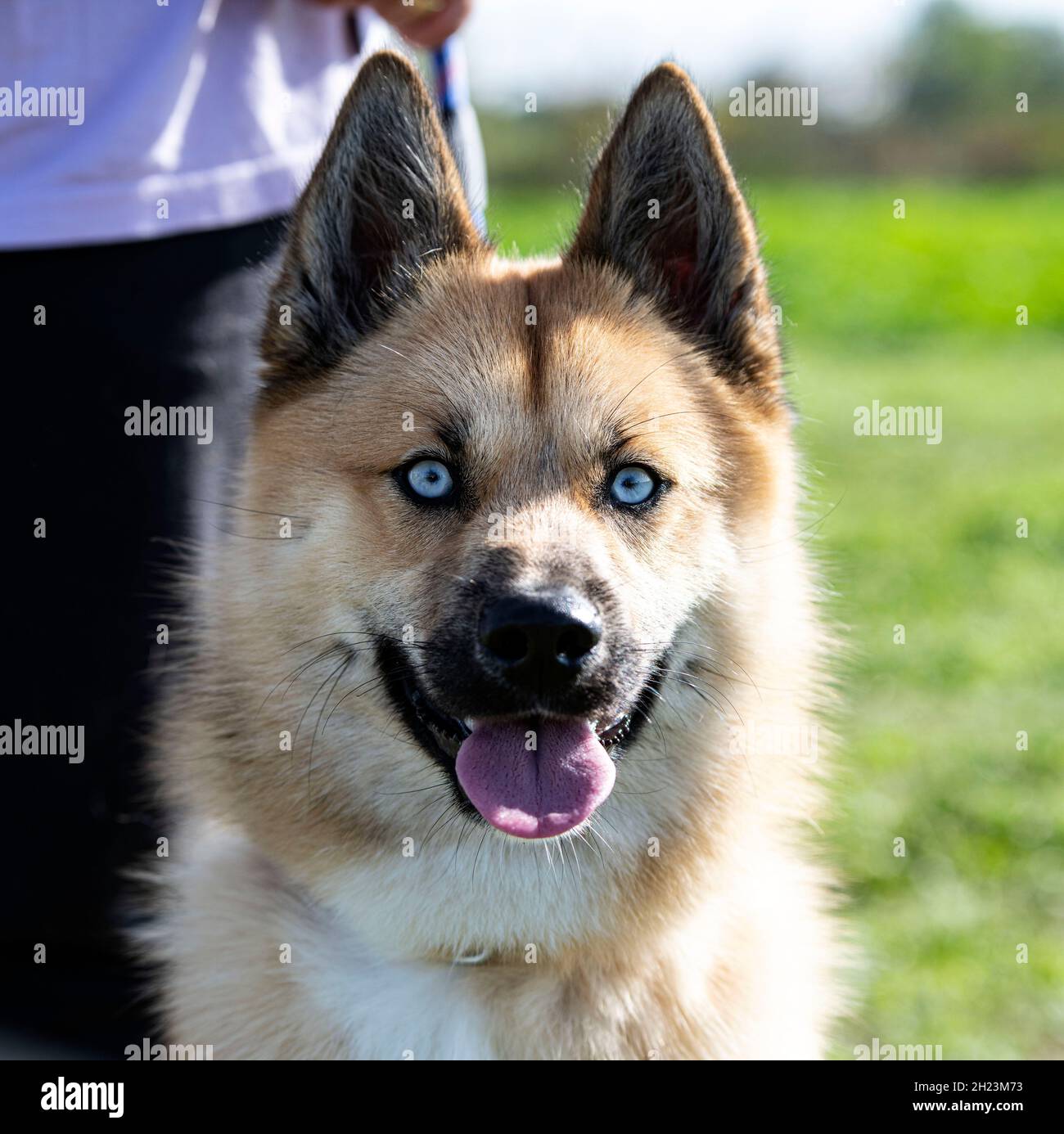 training of a pomsky for obedience in nature Stock Photo - Alamy