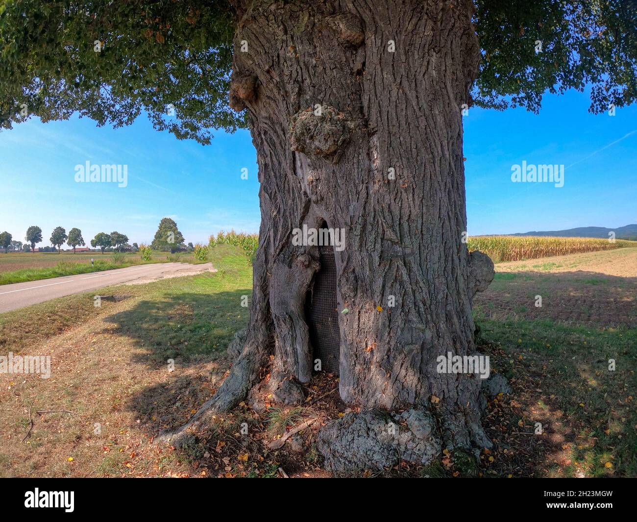 Landscape of a big tree near the road in the countryside Stock Photo ...