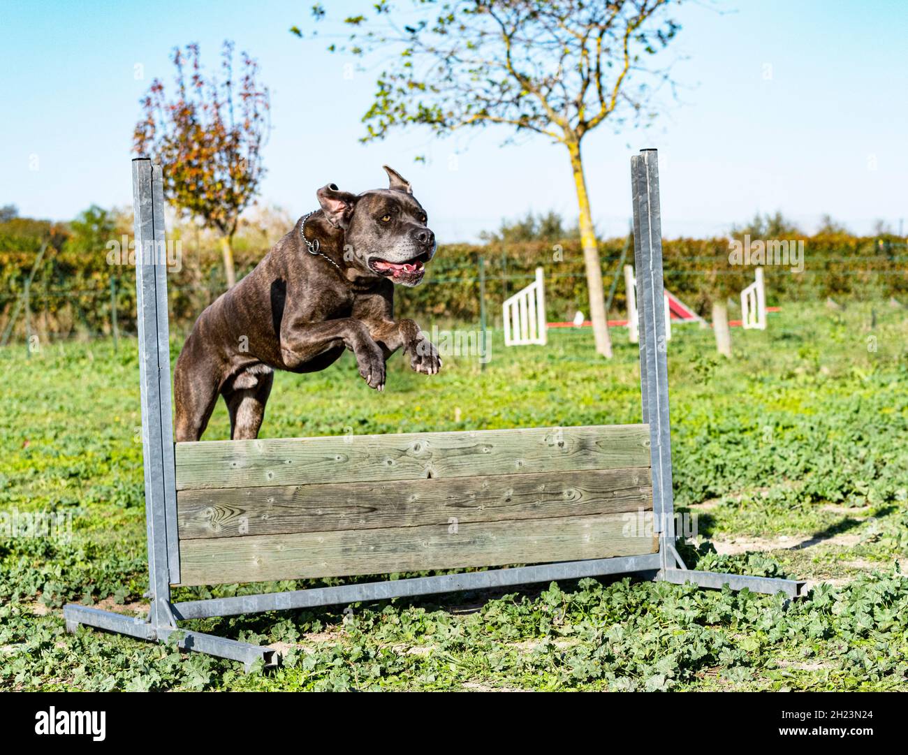 Mastiff training hi-res stock photography and images - Alamy