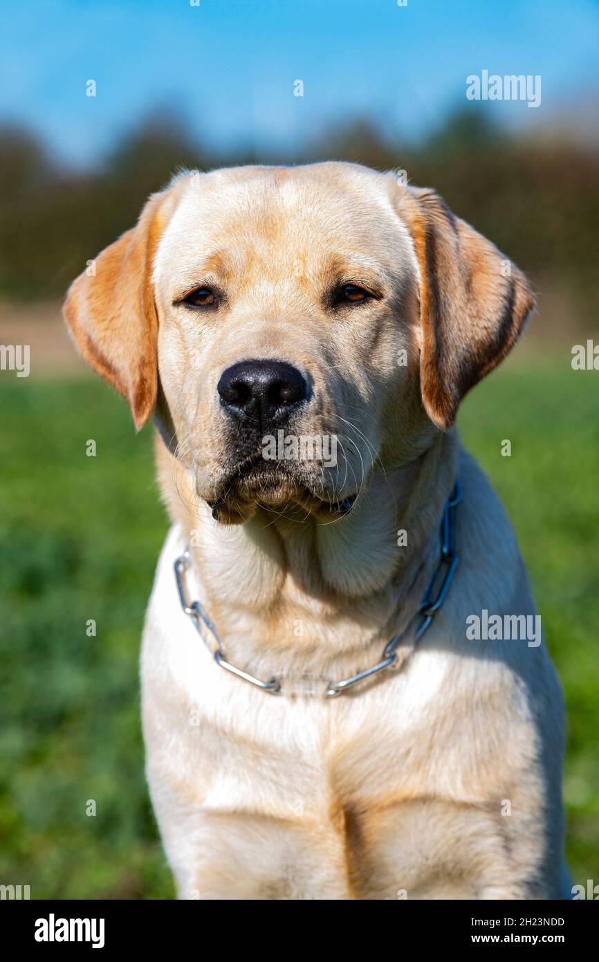 labrador retriever staying for a training of obedience Stock Photo - Alamy