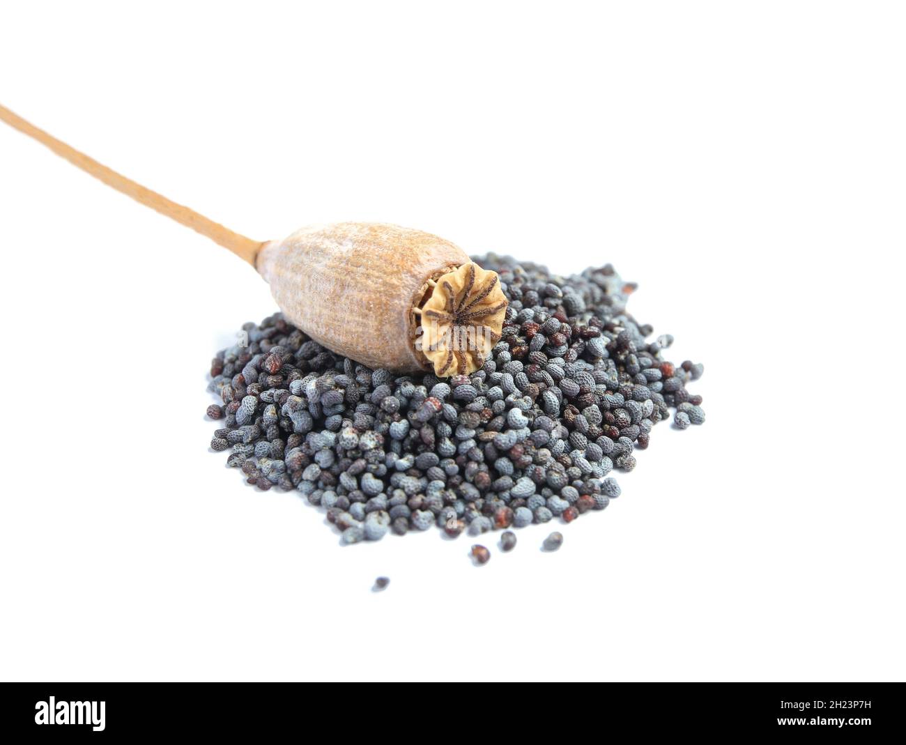 Dry poppy head and seeds on white background Stock Photo - Alamy