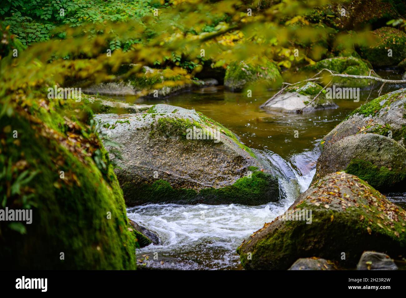 small cascade and rocks with moss and autumn leaves nearby the river ...