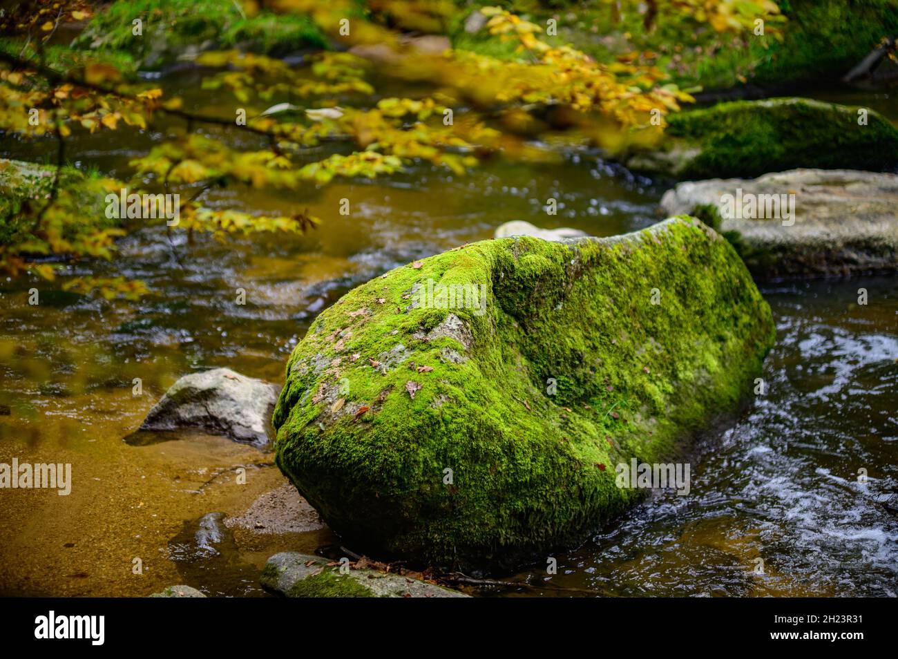 small cascade and rocks with moss and autumn leaves nearby the river ...